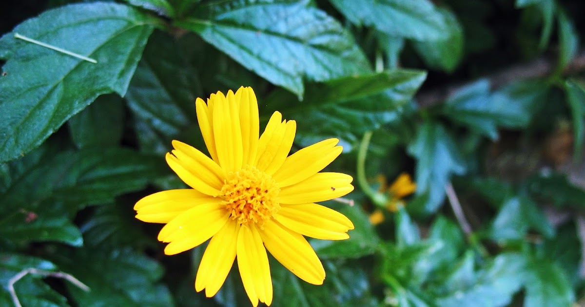Stock Pictures: Photographs of Yellow Flowers