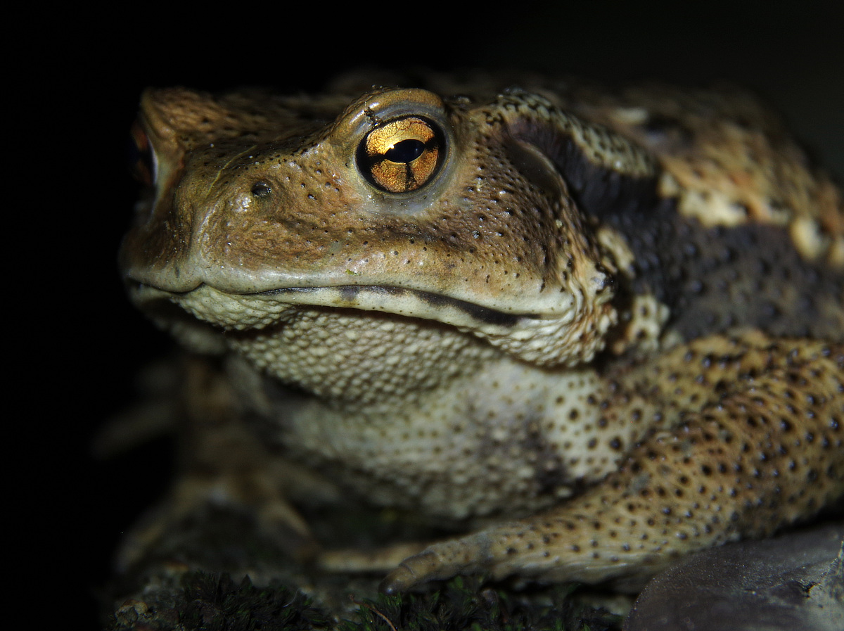 Wildeep's Illuminations: The Night Toad