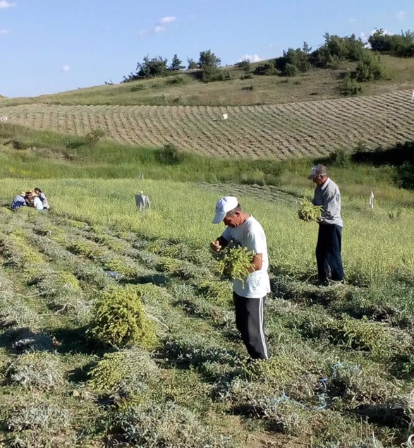 BOTA BUJQËSORE : Çaj mali, në vend të kanabisit