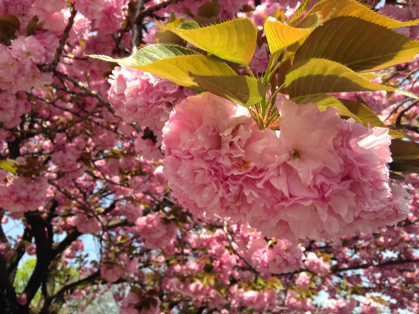 Aina Abroad : Life in Japan: 10 Images