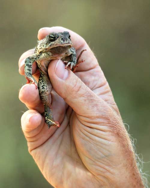 Birding Without Barriers: Thorny Toad Rescue