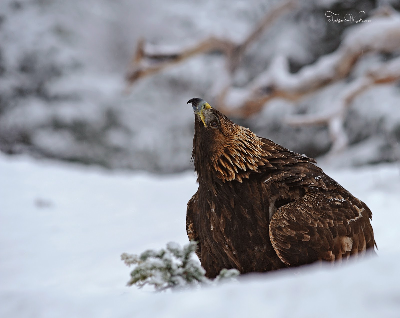 Torbjørn Wingsternes Blogg: 2015