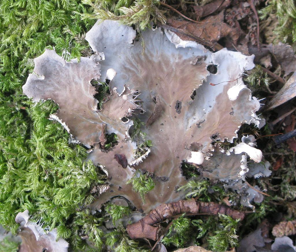 Michael Foley: Natural History ©: LICHEN: Peltigera praetextata in Cumbria