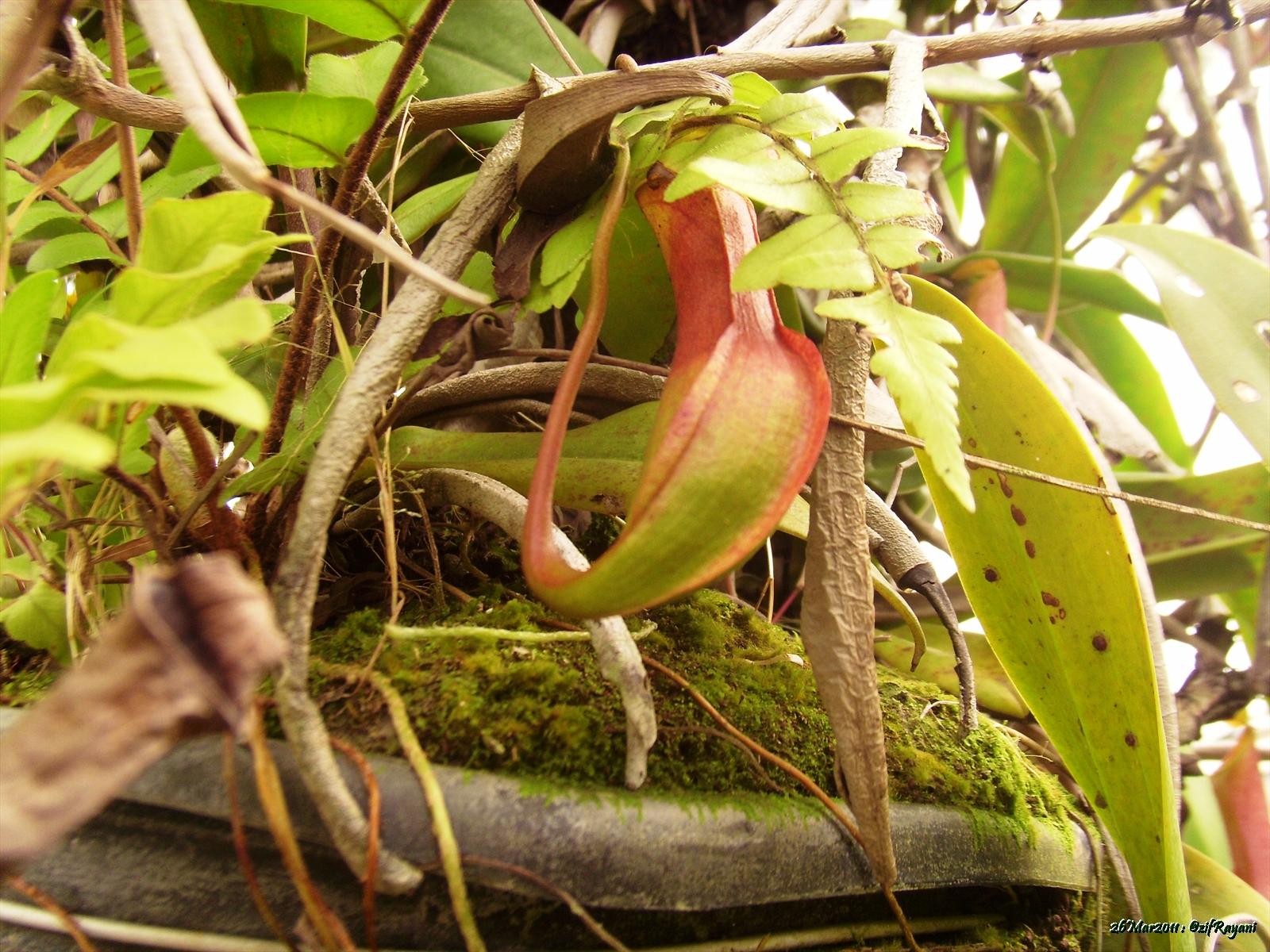 Bunga-bunga wisata: Kantong SEMAR