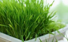 Las Plantas Medicinales: El Malojillo