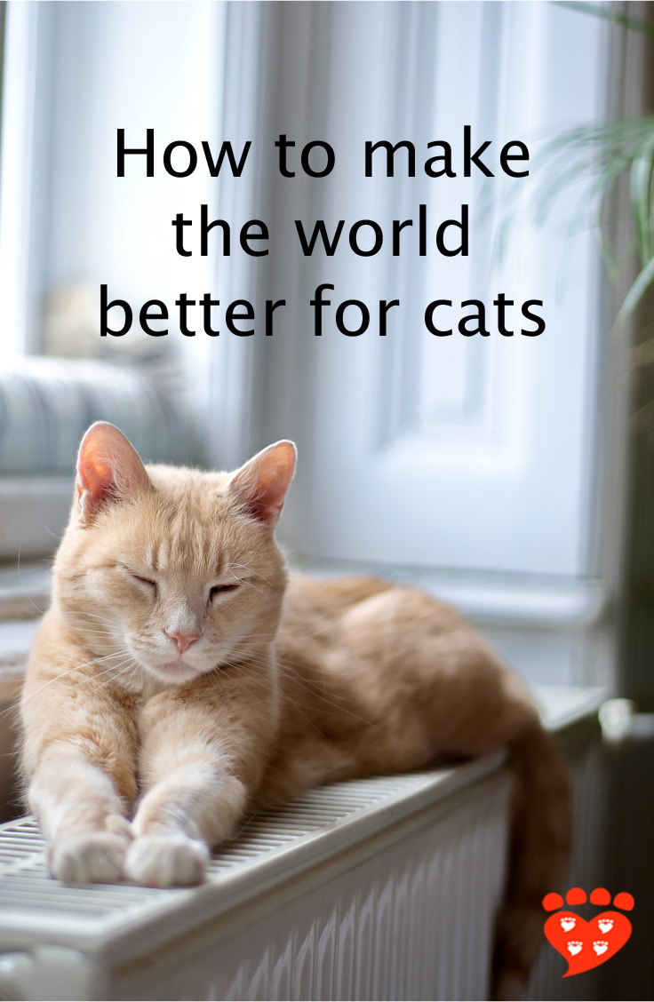 How to Make the World Better for Cats