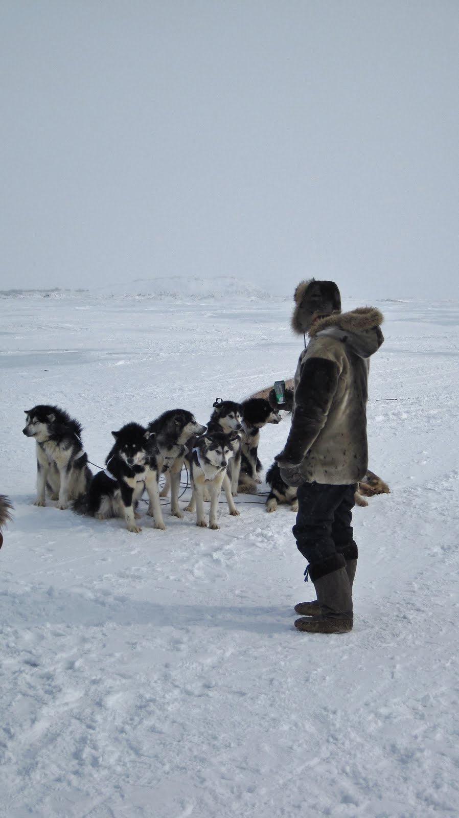 Flying J's: ᕿᒻᒥᖅ - qimmiq - dog