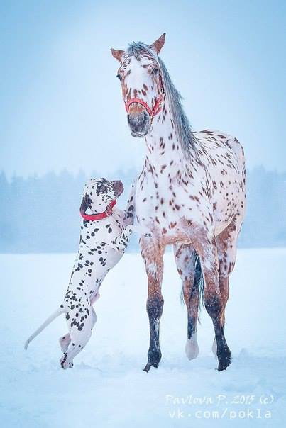 Tacchi a Cavallo: The 101 Dalmatians: a fancy spotted coat world