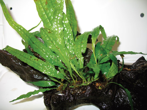 Mengenal Java Fern ~ Aquascape Batang