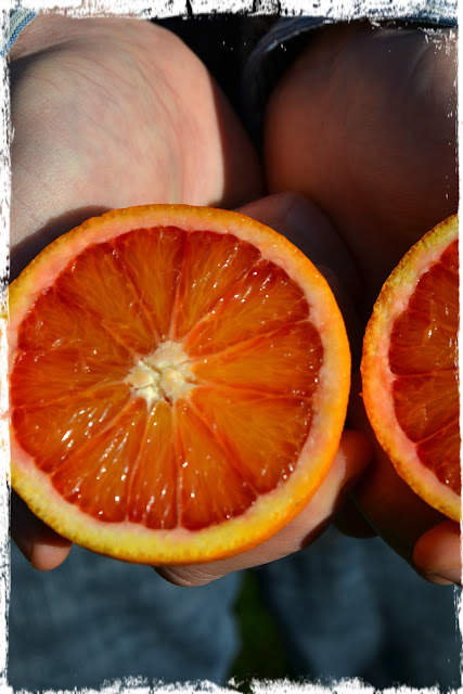 Cornflower Kitchen: Blood oranges... Ruby red orbs and a host of tarts