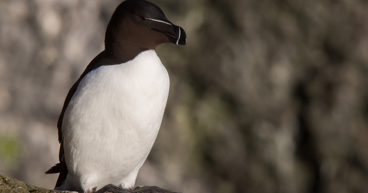 Getting to know birds: Razorbill