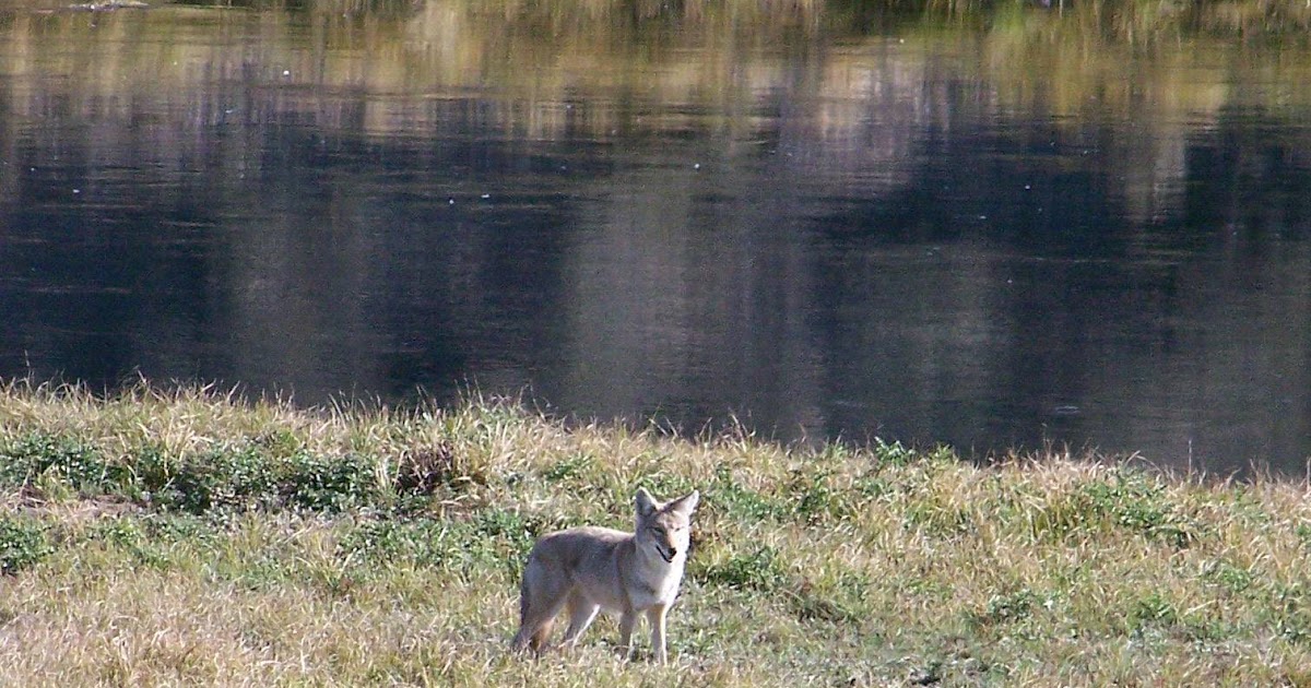 To Behold the Beauty: Days 35-39: Yellowstone, Big Horn Mountains, and Home
