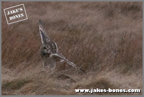 The amazing owl fight in photos : Jake's Bones