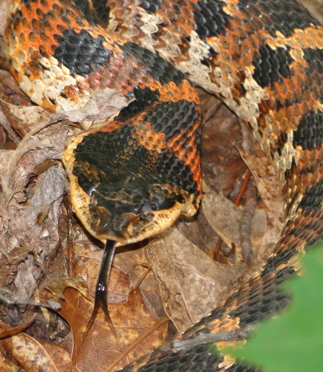 Appalachian Journal : Eastern Hognose Snake