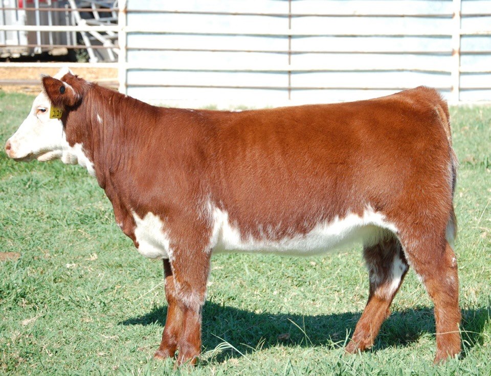 Lautner Farms: Indian Outlaw Heifer - Colby Cozzitorto