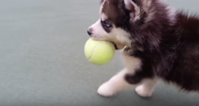 White Wolf : Baby Husky Discovers Tennis Ball, Makes Our Hearts Melt