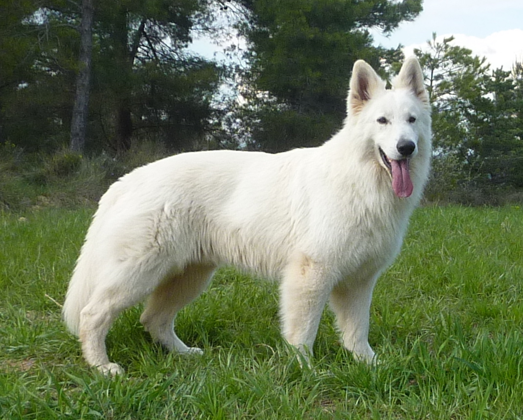 CASA ESPERANÇA E VIDA: PASTOR BRANCO SUIÇO