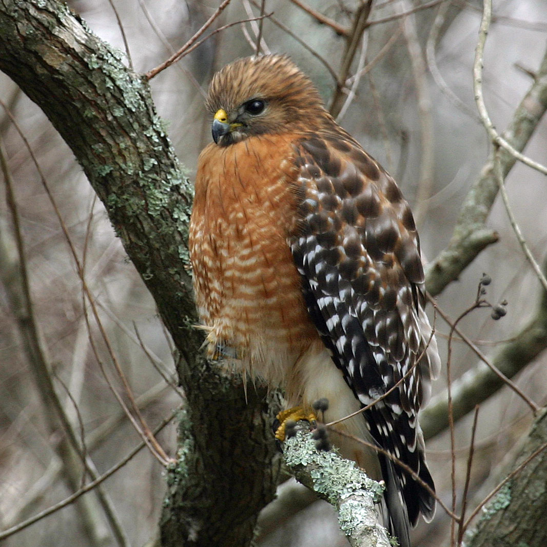Sometimes I Wonder, Sometimes I Wander: The Forest Buteo: Photos of a ...