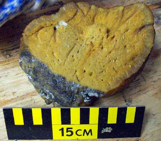 Artes de Pesca: DEMOSPONGE