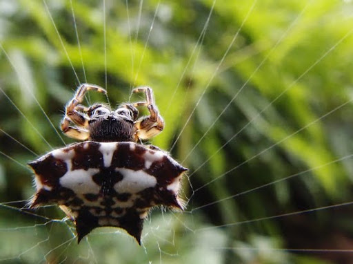 Hort Log: Atari Space Invader