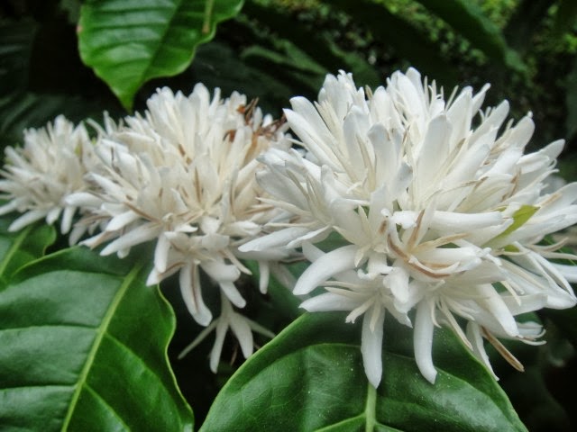 Menemukan Kopi Sulthan di Festival Kopi | Senarai Cinta