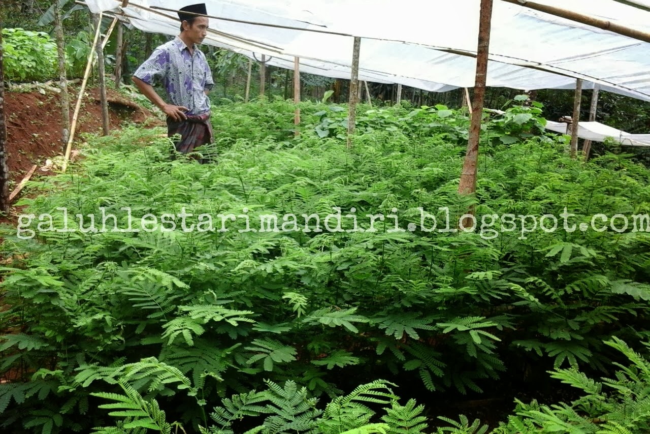 GALUH LESTARI MANDIRI | JUAL BIBIT JATI SOLOMON | JUAL BIBIT SENGON ...
