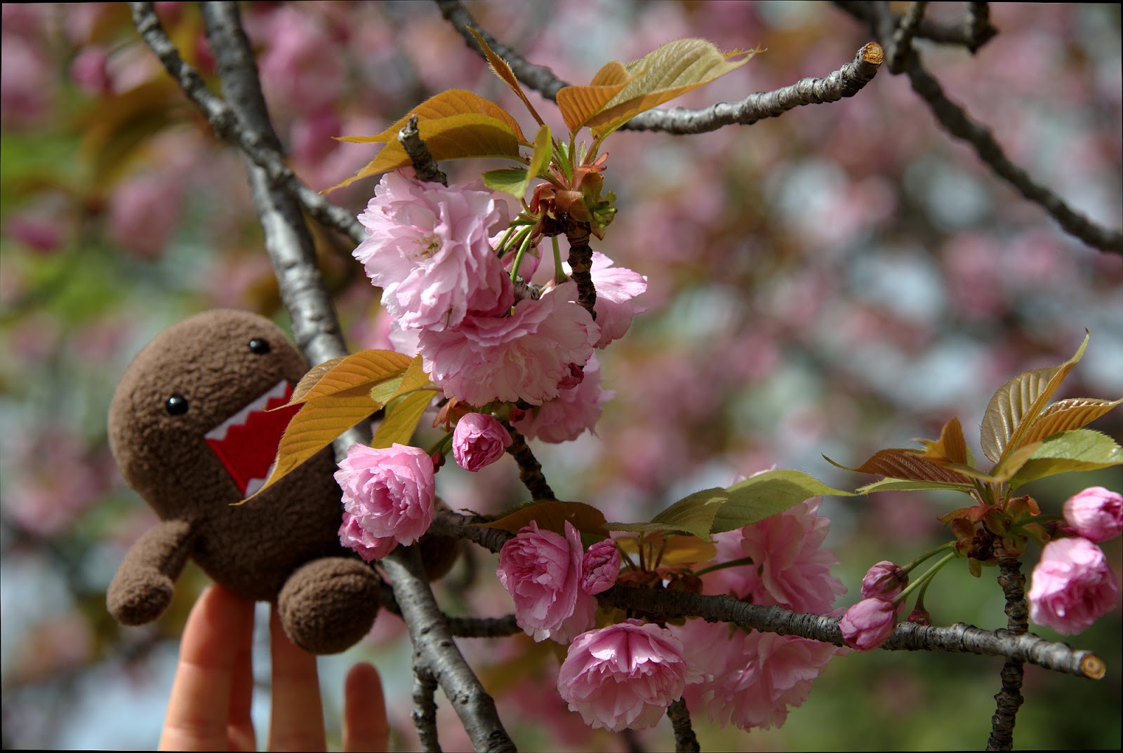 Domo World Japan Tour: Osakan linna