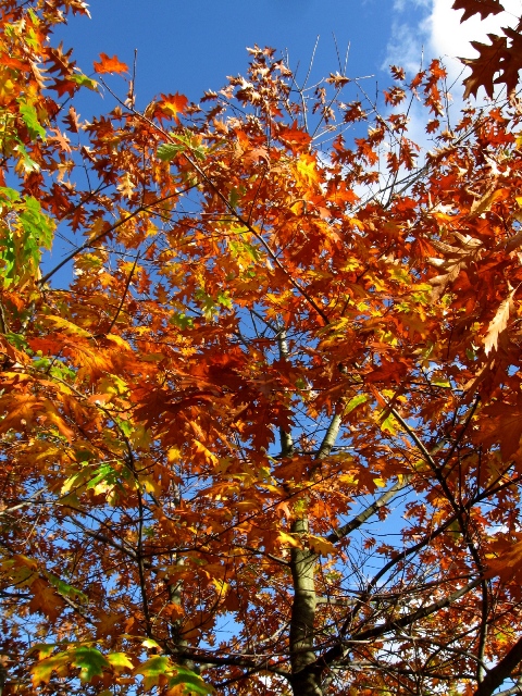 -: Koleksi Gambar Musim Luruh...