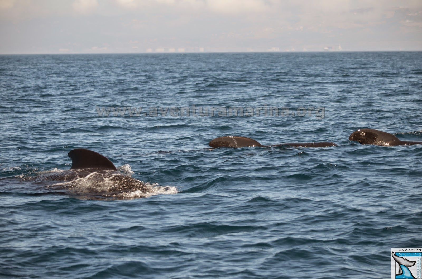 Delfines, ballenas y orcas en Tarifa: Calderones del estrecho de Gibraltar