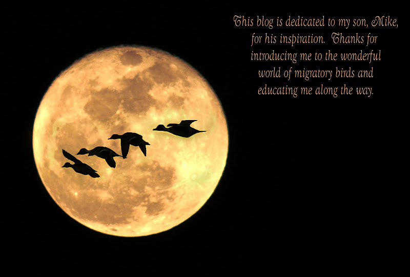 Barbara Rich Photography: Fall - Winter Migration along the Pacific ...