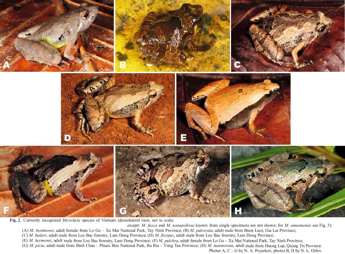 Art & Collectibles Felting Kiwi the Toad Pal Fiber Arts etna.com.pe