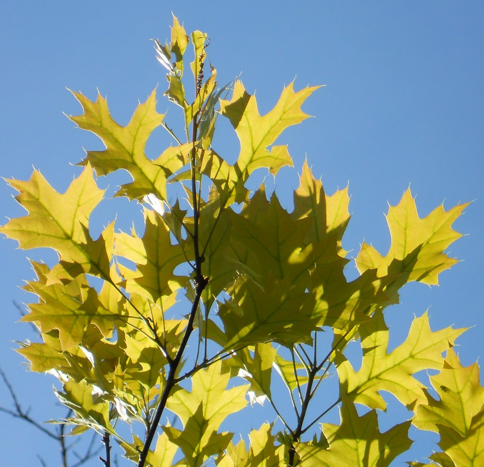 Lilac Gate: Golden Oak Tree