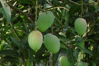 Mango ,the king and most popular palatable fruit in Bangladesh: Mango ...