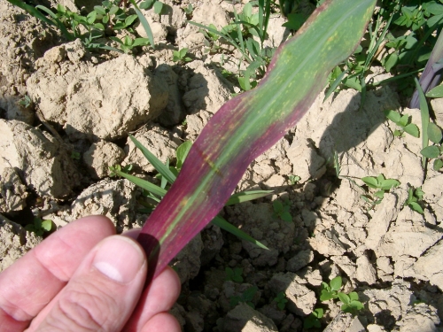 Managing Plant Nutrients: Scouting for Nutrient Deficiencies