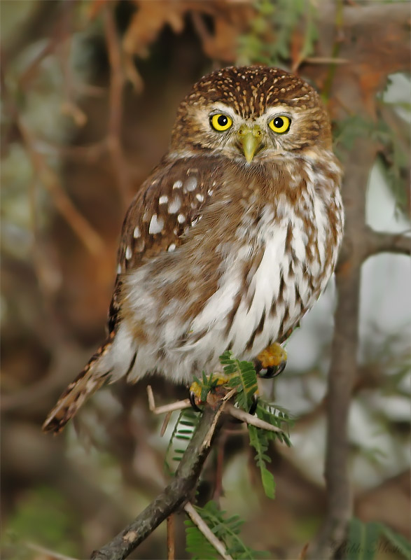 AVES NUESTRAS: CABURE CHICO