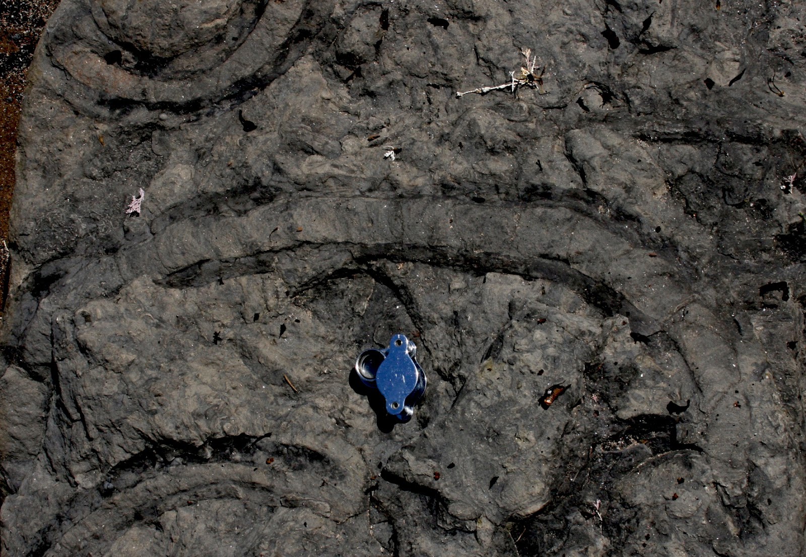 The ichnologist of Annandale