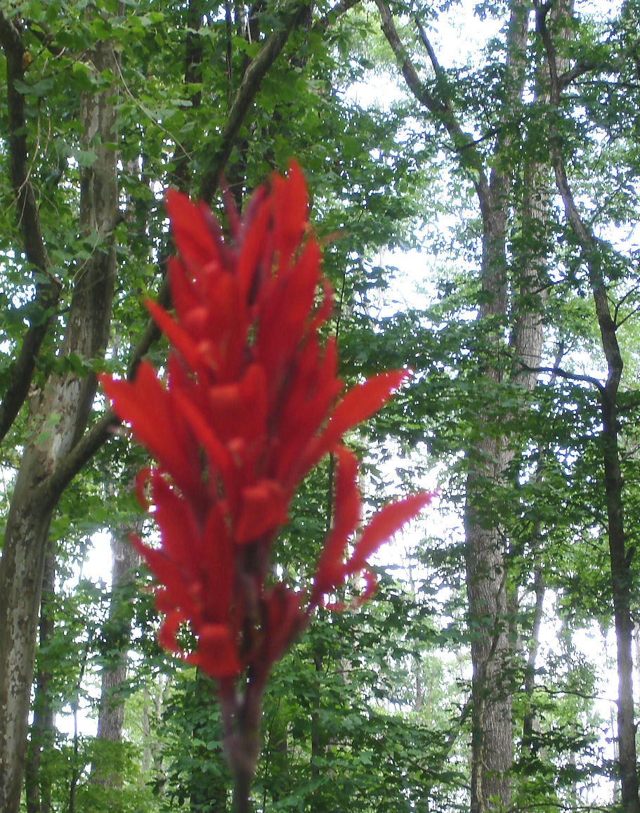 Blue Starr Gallery: Red Ginger and Hosta