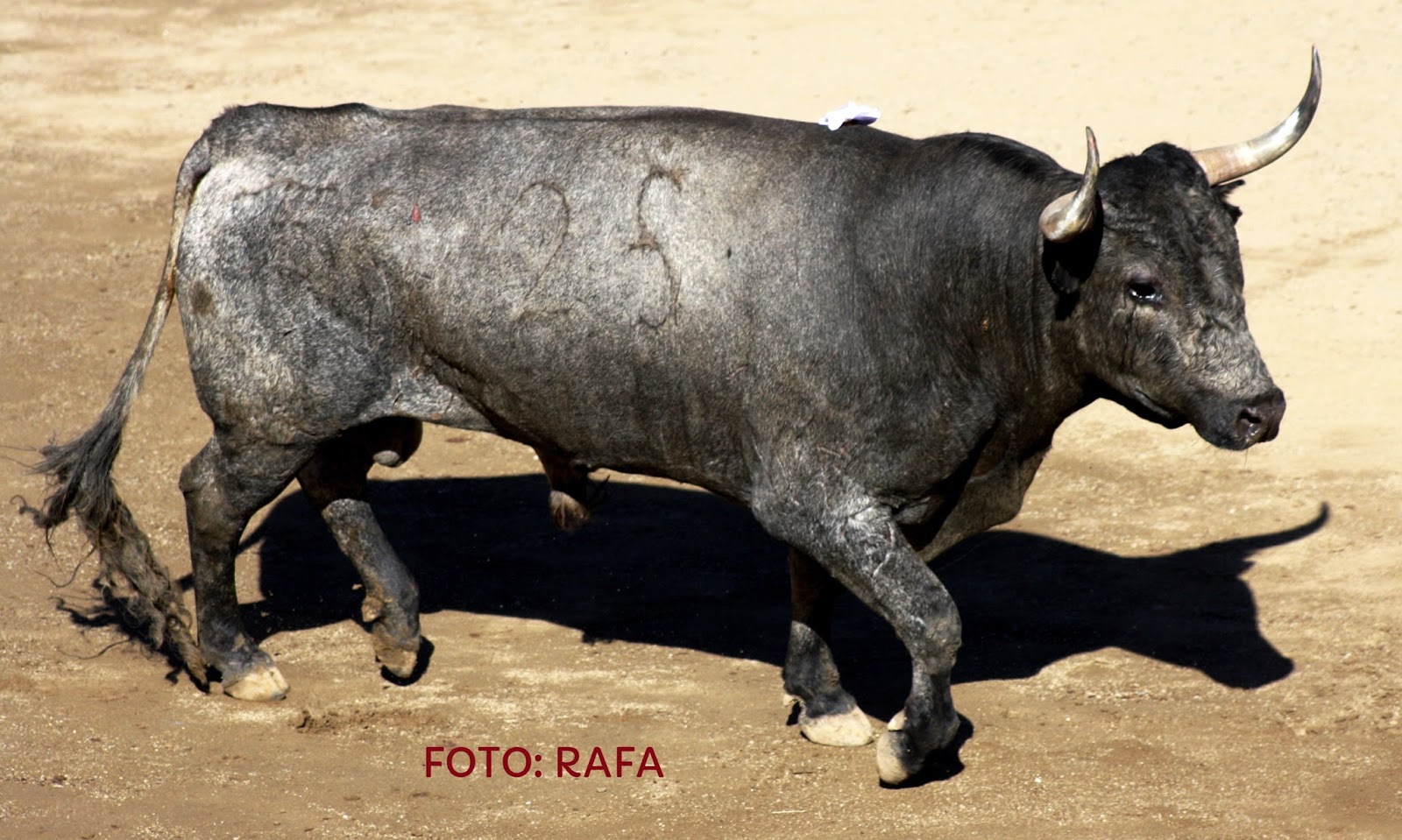 Toreo en Red Hondo: CÉRET DE TOROS, 2017 (4): ESCOLAR