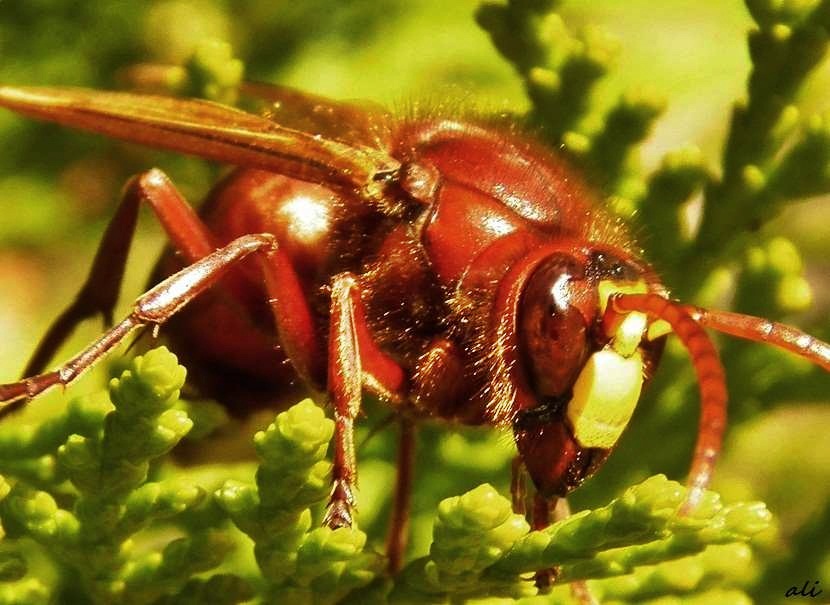doğadan kareler: Eşek Arısı Resimleri
