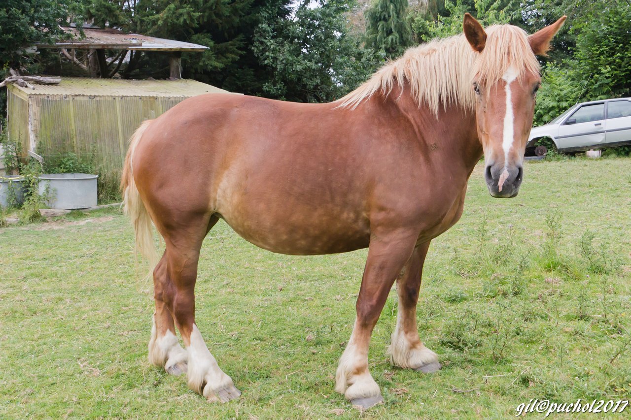 Images de Bretagne: Cheval postier breton.