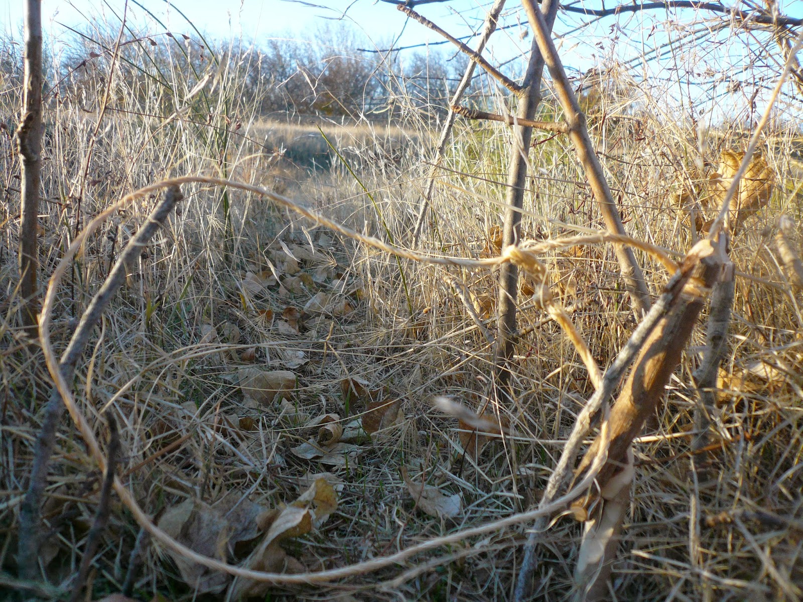 Countryman: Foraging California's Wild Side: Snares and Traps from ...