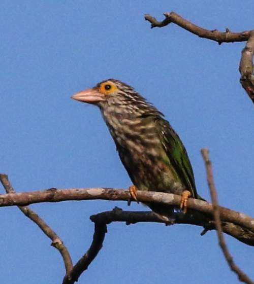 Lineated barbet photos | Birds of India | Bird World