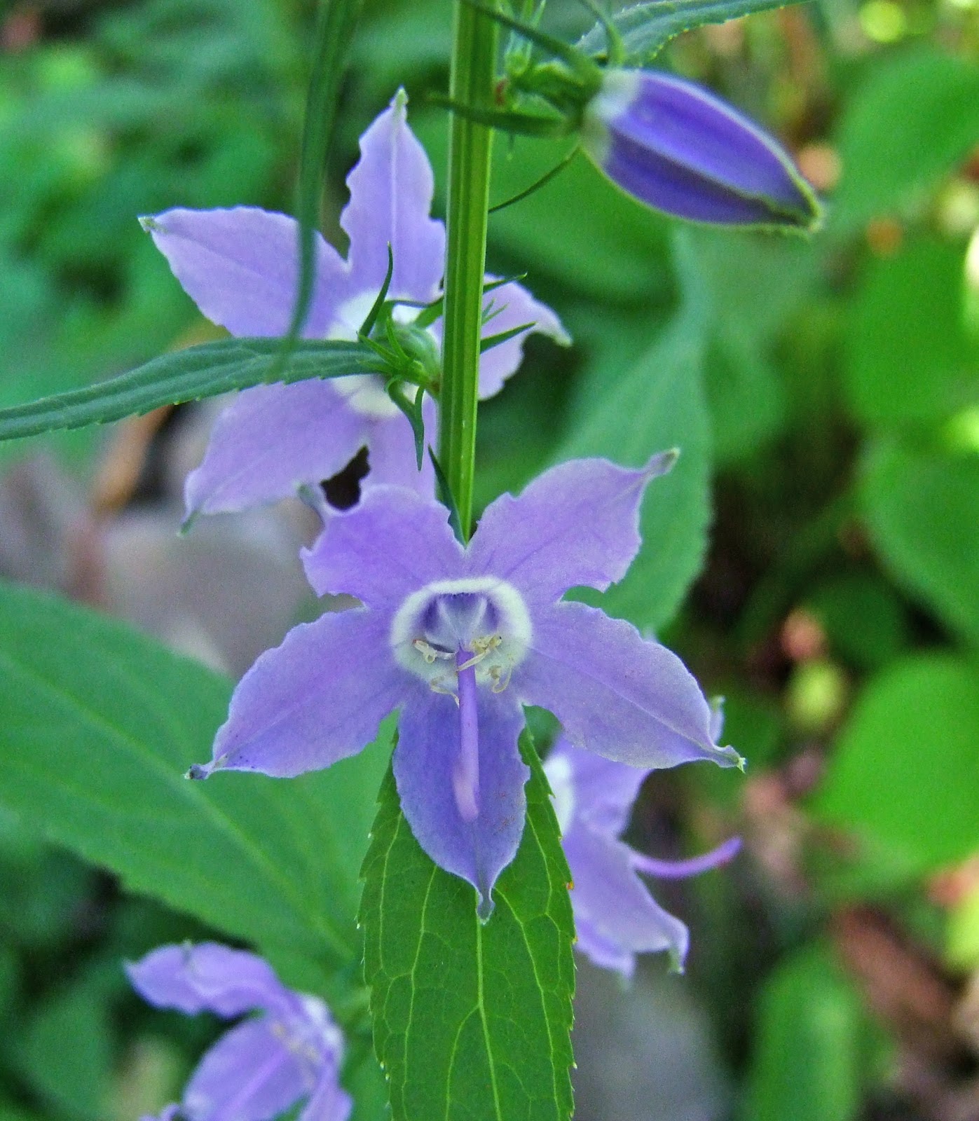clay and limestone: Got Wildflowers! Lucky Pollinators!