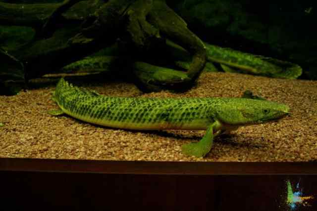 Jenis Jenis Ikan Palmas ( Polypterus Spesies ) - Ikan Hias Air Tawar