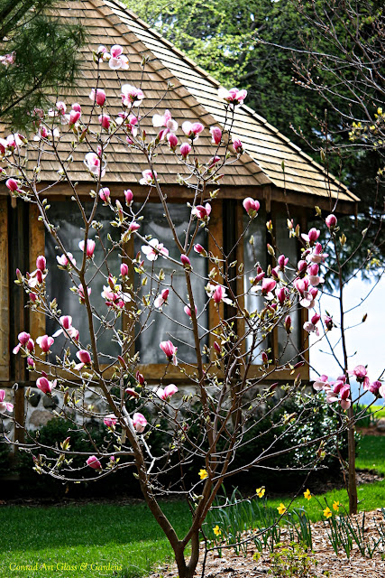 Conrad Art Glass & Gardens: The beginning of magnolia season....