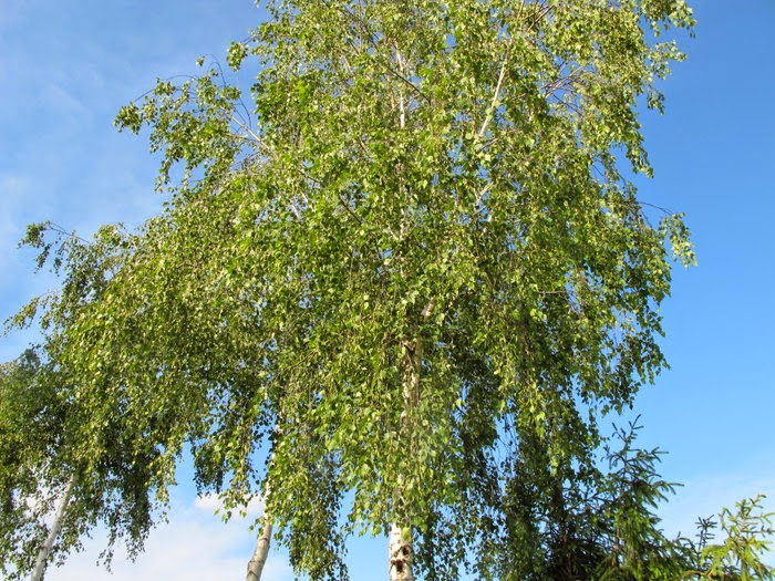 FLORA NEL SALENTO e.. anche altrove: Betula pendula Roth - Betulaceae ...