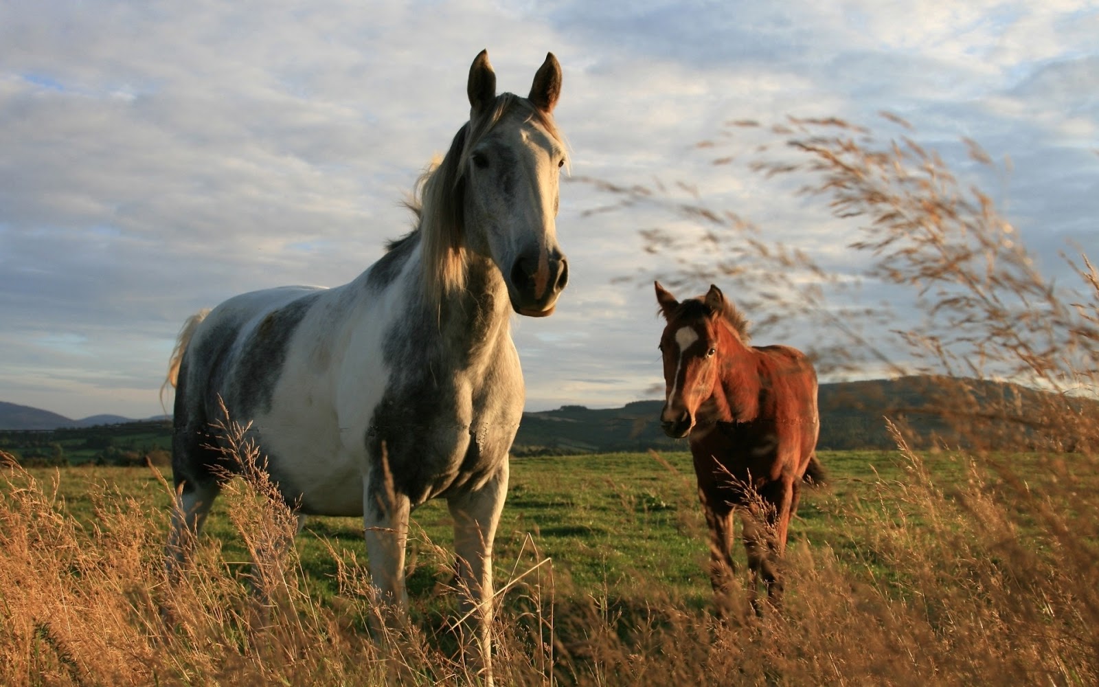IMAGENES DE CABALLOS: IMAGEN POTRO CON YEGUA DE POSTAL