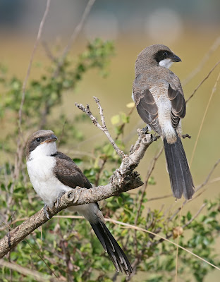 Burung Cendet - Long-Tailed Shrike (Lanius schach) - Ryan Maigan Birds