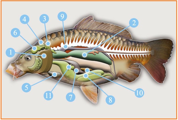 BIOLOGI GONZAGA: ANATOMI CYPRINUS CARPIO