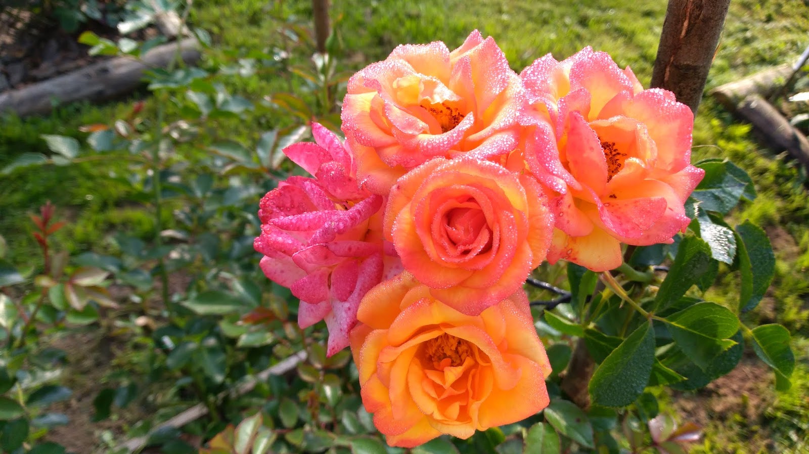 Ranczo Elma: Róża (Rosa) Redova